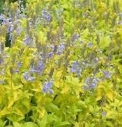 Przetacznik Rozesłany Aztec Gold Veronica Prostata Sklep internetowy ...