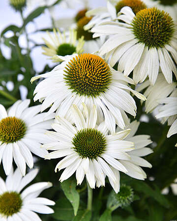 Jeżówka purpurowa Prairie Splendor Compact White Echinacea Purpurea ...