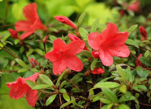 Azalia japońska Alexander Azalea japonicum 11 |Sklep internetowy ...