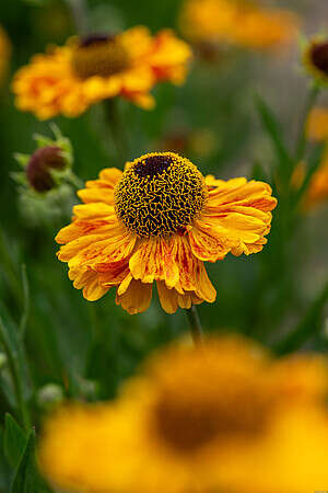 Dzielżan jesienny Chelsey Helenium - Sklep internetowy oferujący ...