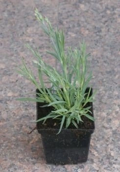 Goździk Paddock Violet Dianthus hybrida 1l |Sklep internetowy szkółki Magda