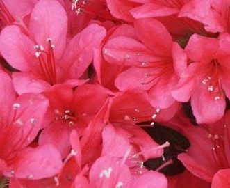 Azalia japońska Toreador Azalea japonicum 1l |Sklep internetowy szkółki ...