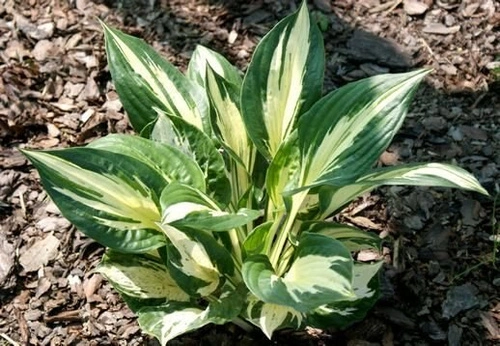 Funkia Pathfinder Hosta 2l |Sklep internetowy szkółki Magda