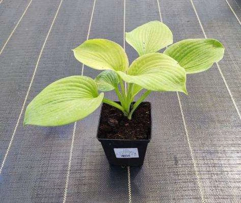 Funkia Zounds Hosta 1l |Sklep internetowy szkółki Magda