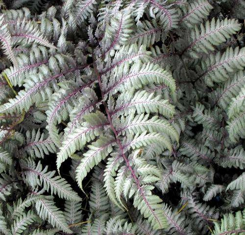 WIETLICA JAPOŃSKA Silver Falls ATHYRIUM NIPONICUM - Sklep internetowy ...