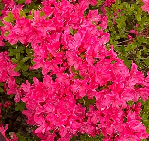 Azalia japońska Canzonetta Azalea japonicum 1l |Sklep internetowy ...