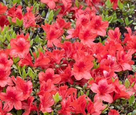 Azalia japońska Red Fountain Azalea japonicum 1l |Sklep internetowy ...