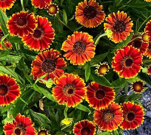 Dzielżan jesienny Bandera Helenium autumnale 1l |Sklep internetowy ...