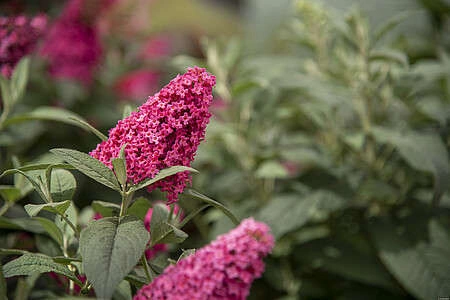 Budleja Butterfly Candy Little Ruby Buddleja davidii 1l |Sklep ...