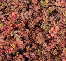 ACENA DROBNOLISTNA ACAENA MICROPHYLLA - Sklep internetowy oferujący ...