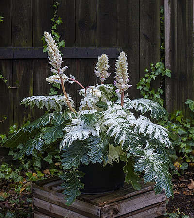 Acanthus mollis- Sklep internetowy oferujący wieloletnie rośliny ...