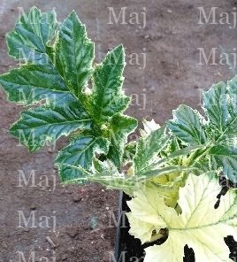 Acanthus mollis- Sklep internetowy oferujący wieloletnie rośliny ...