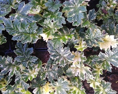 Acanthus mollis- Sklep internetowy oferujący wieloletnie rośliny ...