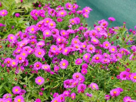 Aster nowobelgijski Alert Aster novi-belgii 9 |Sklep internetowy ...