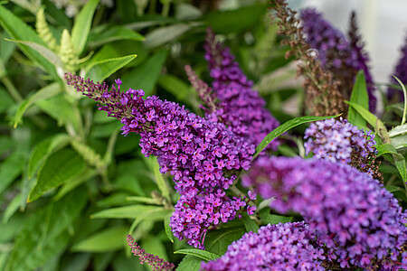 Budleja Butterfly Candy Little Purple Buddleja davidii 1l |Sklep ...