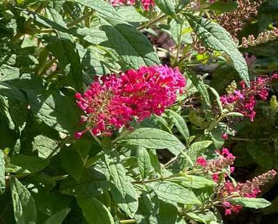 Budleja Butterfly Candy Little Ruby Buddleja davidii 1l |Sklep ...