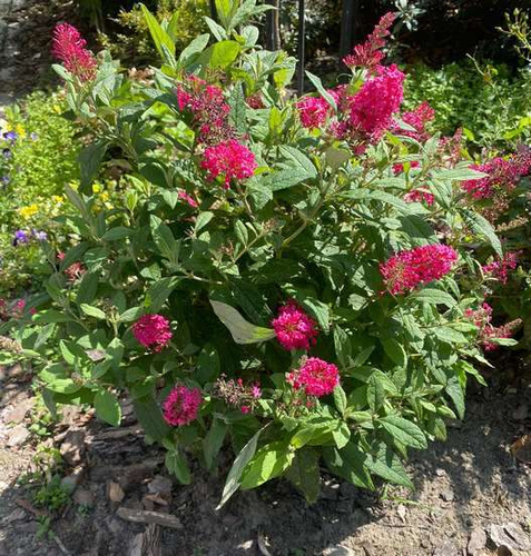 Budleja Butterfly Candy Little Ruby Buddleja davidii 1l |Sklep ...