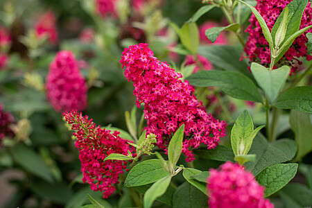 Budleja Butterfly Candy Little Ruby Buddleja davidii 1l |Sklep ...