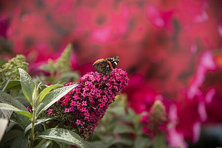 Budleja Butterfly Candy Little Ruby Buddleja davidii 1l |Sklep ...