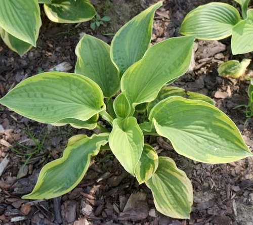 Funkia Abiqua Moonbeam Hosta 1l |Sklep internetowy szkółki Magda