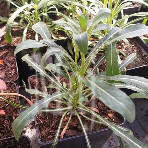 Gaura Graceful White Gaura lindheimeri 1l |Sklep internetowy szkółki Magda