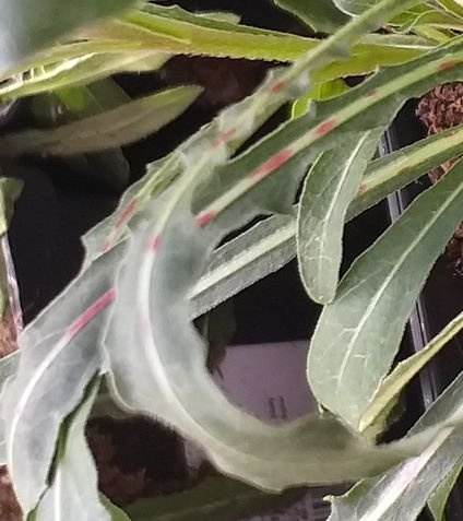 Gaura Graceful White Gaura lindheimeri 1l |Sklep internetowy szkółki Magda