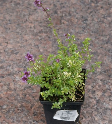 Macierzanka zwyczajna Foxley Thymus pulegioides - Sklep internetowy ...