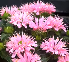 Pysznogłówka Sugar Buzz Pink Frosting Monarda 9 |Sklep internetowy ...