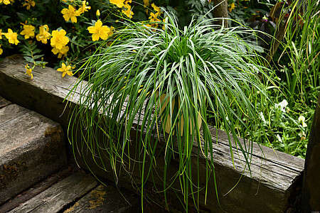 Turzyca oszimska Greenwell Carex oshimensis - Sklep internetowy ...