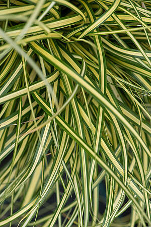 Turzyca oszimska Greenwell Carex oshimensis - Sklep internetowy ...