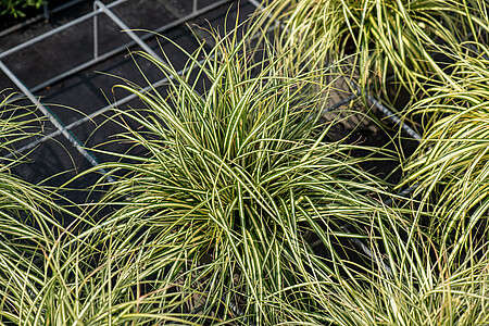 Turzyca oszimska Greenwell Carex oshimensis - Sklep internetowy ...