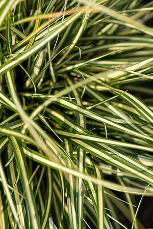 Turzyca oszimska Greenwell Carex oshimensis - Sklep internetowy ...