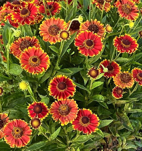 DZIELŻAN JESIENNY bandera HELLENIUM AUTUMNALE - Sklep internetowy ...