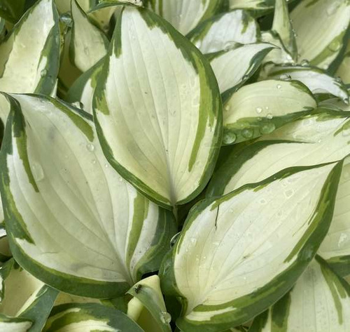 Funkia Sina Hans Hosta Sieboldiana 1- 2l |Sklep internetowy szkółki Magda