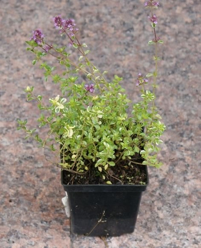 Macierzanka zwyczajna Foxley Thymus pulegioides - Sklep internetowy ...