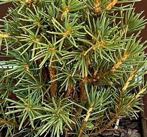 ŚWIERK POSPOLITYtompa PICEA ABIES Sklep internetowy oferujący wieloletnie rośliny ozdobne ...