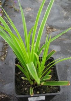 TURZYCA JAPOŃSKA VARIEGATA CAREX MORROWII - Sklep internetowy oferujący ...