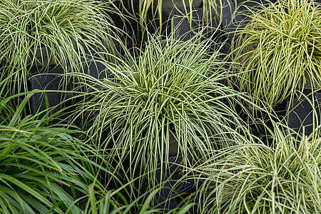 Turzyca oszimska Greenwell Carex oshimensis - Sklep internetowy ...